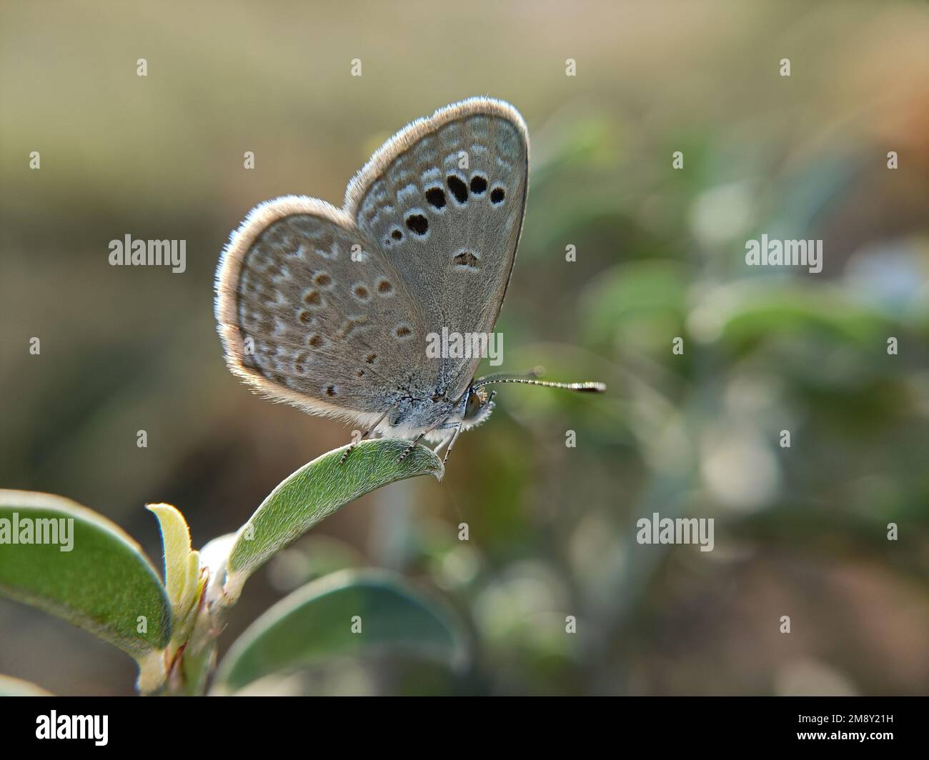 Dark grass blue butterfly hi-res stock photography and images - Alamy