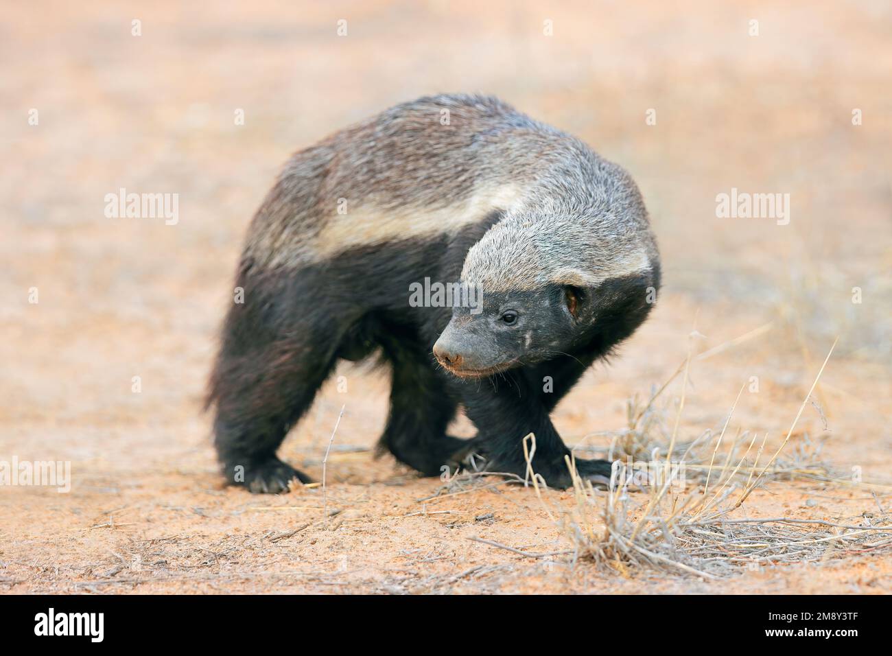 An alert honey badger (Mellivora capensis), Kalahari desert, South ...