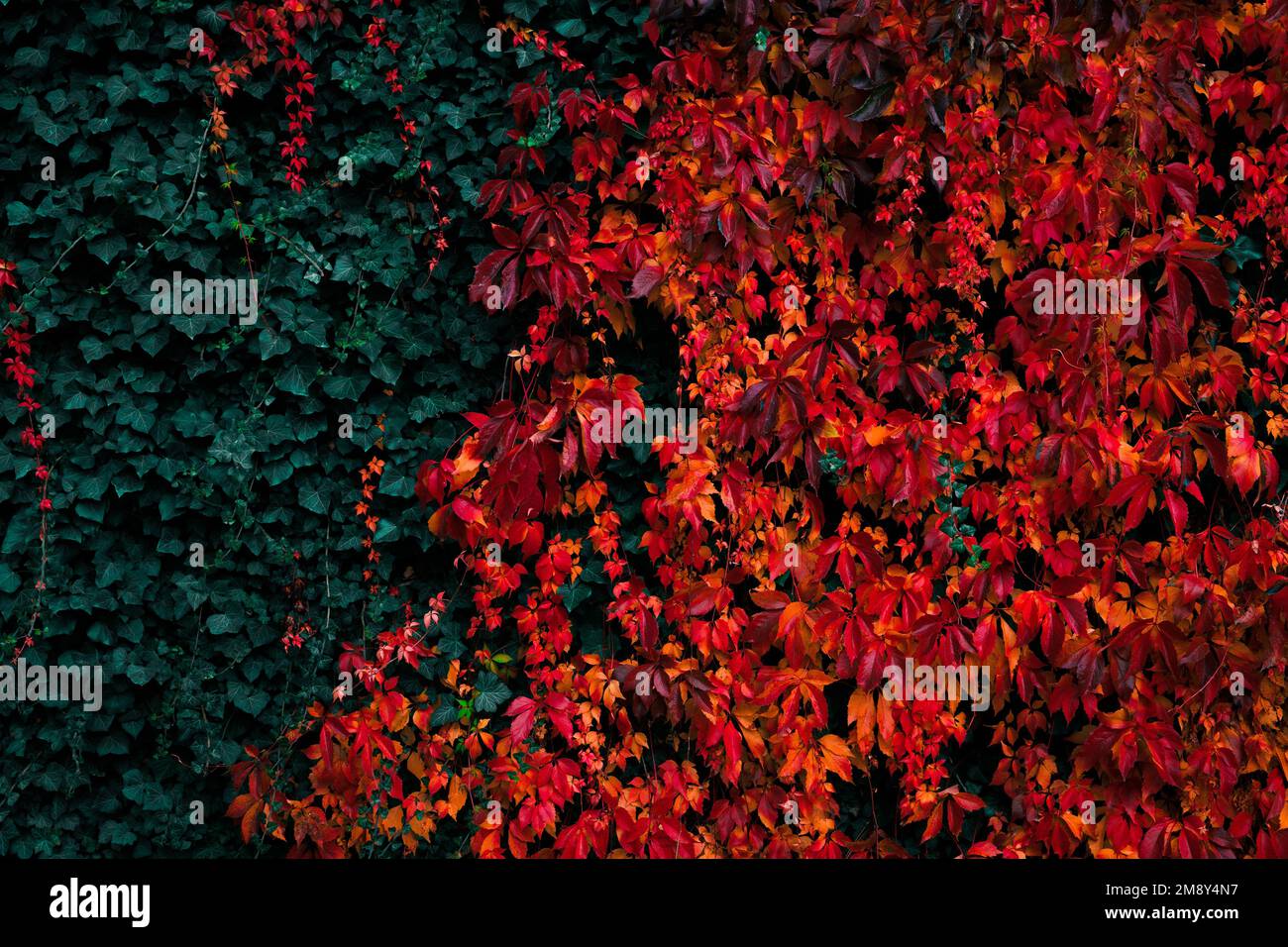 A wall covered in red and green tree-like deciduous liana ...