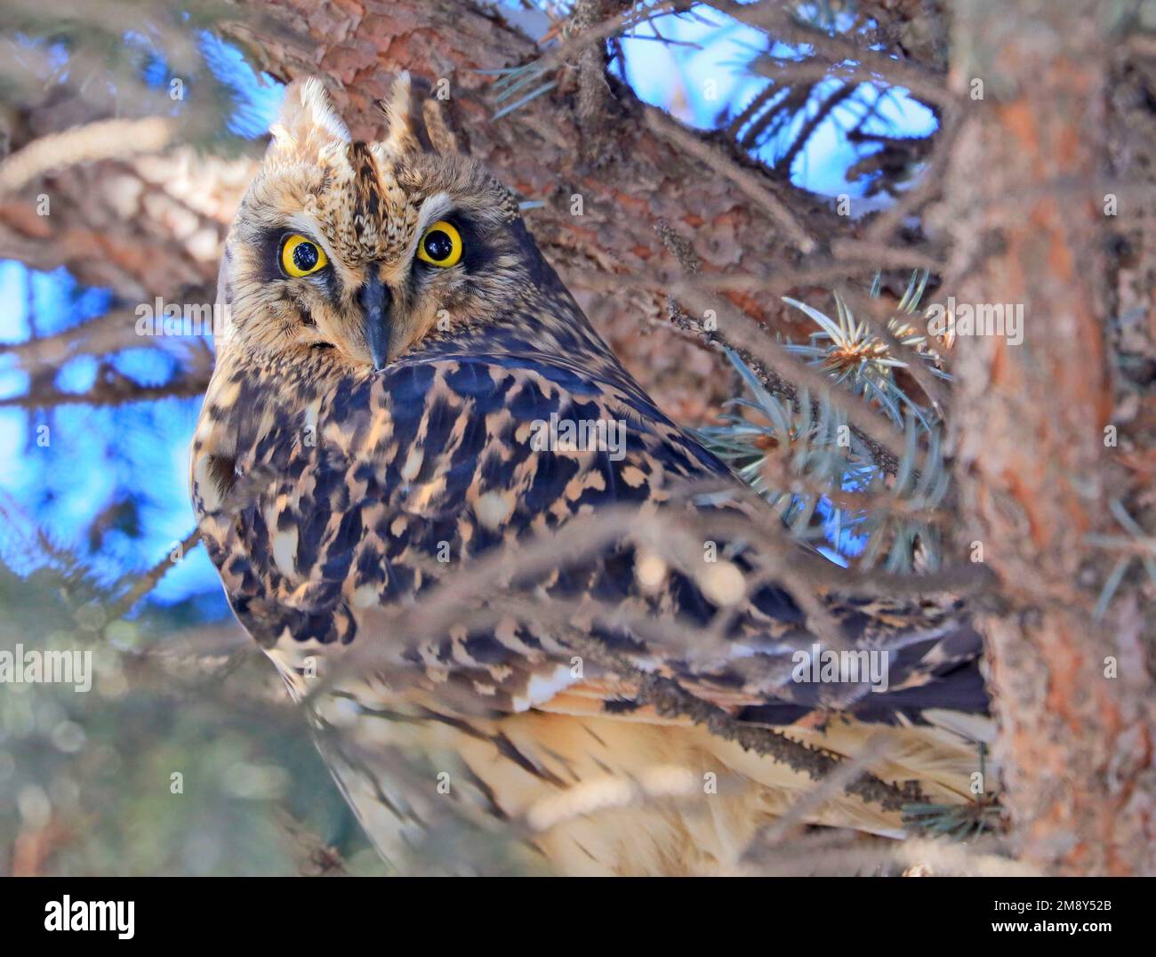 Short eared owl perched on a pine tree into the forest Stock Photo - Alamy