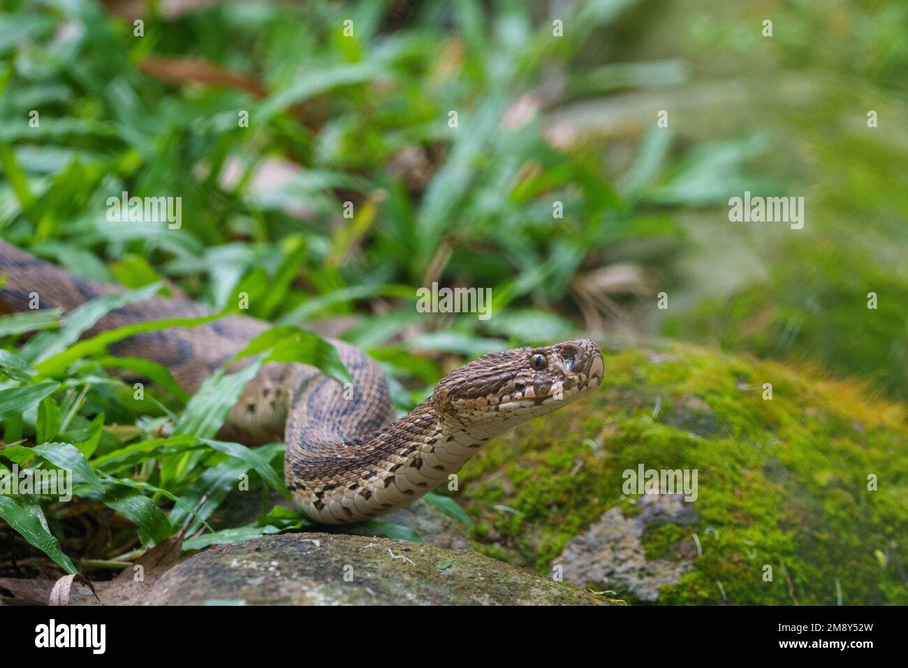 Protobothrops elegans hi-res stock photography and images - Alamy