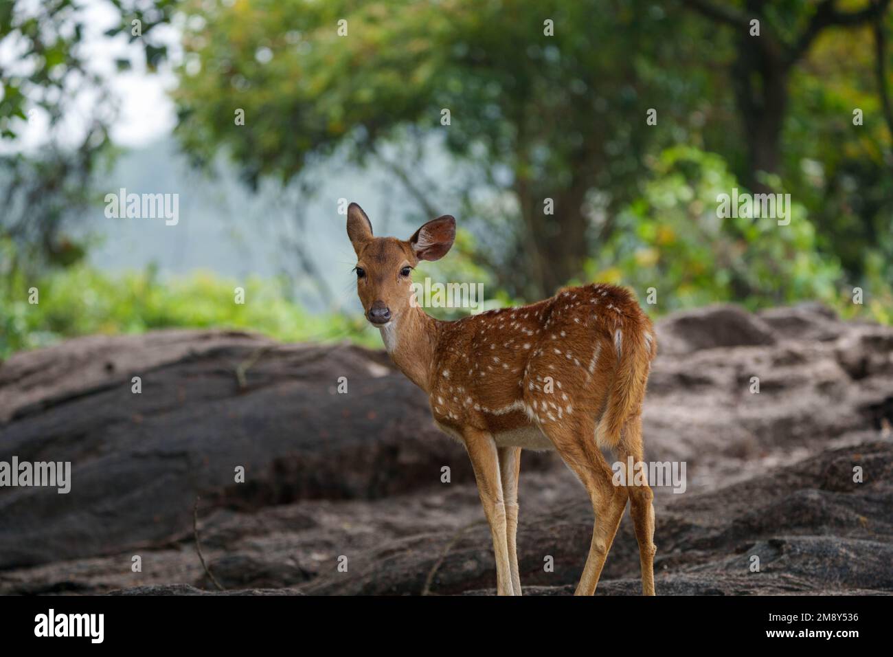 A scenic view of a deer with white dots on its body looking around in ...