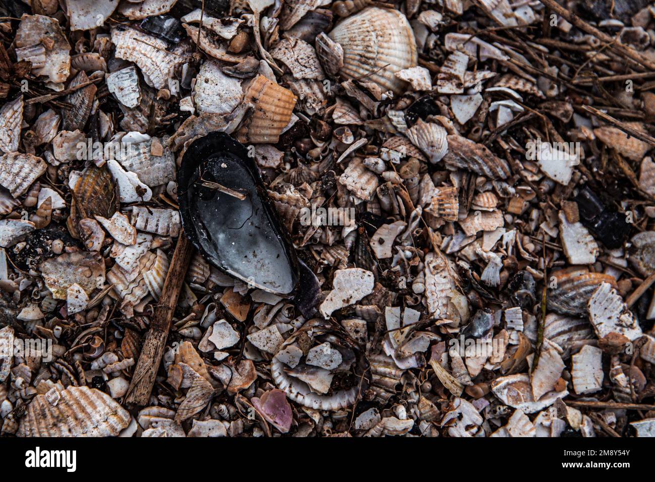 Shells found on the shore hi-res stock photography and images - Alamy