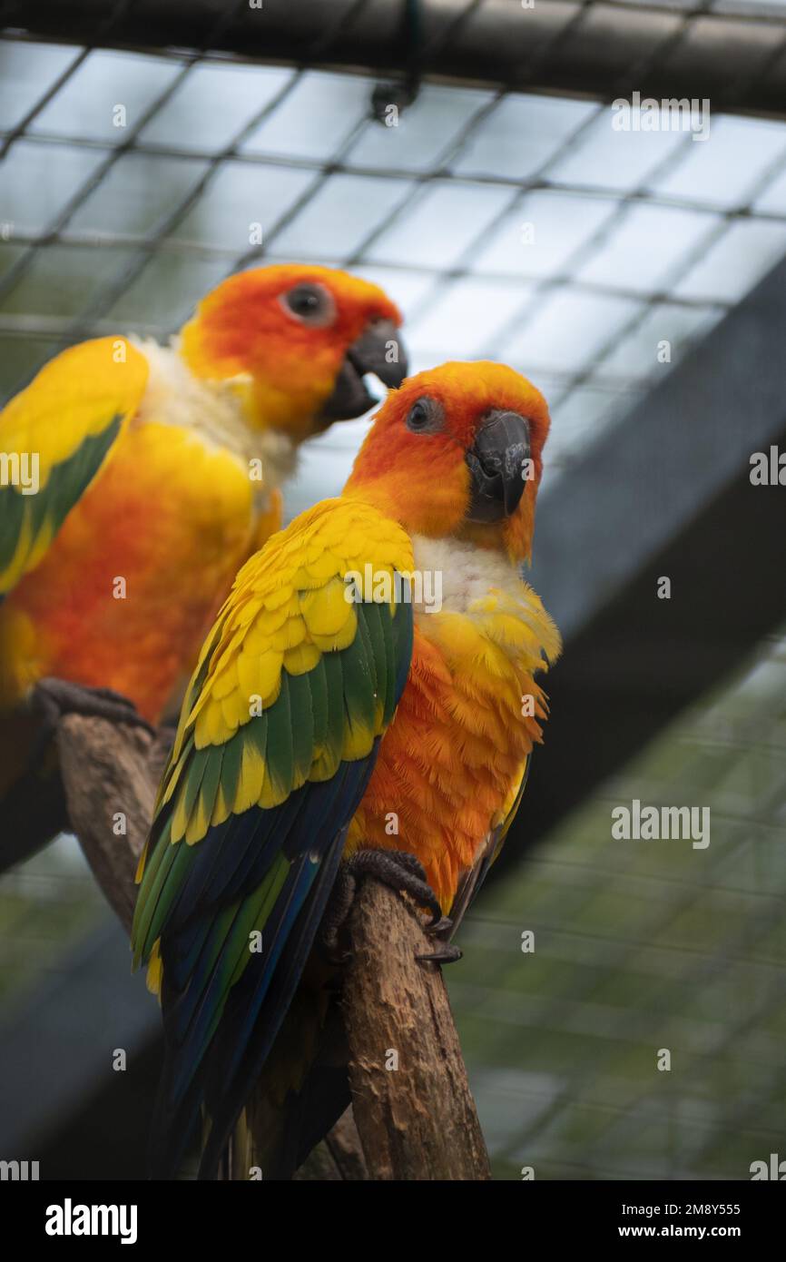 A vertical closeup shot of two adorable Sun conures birds standing on a ...