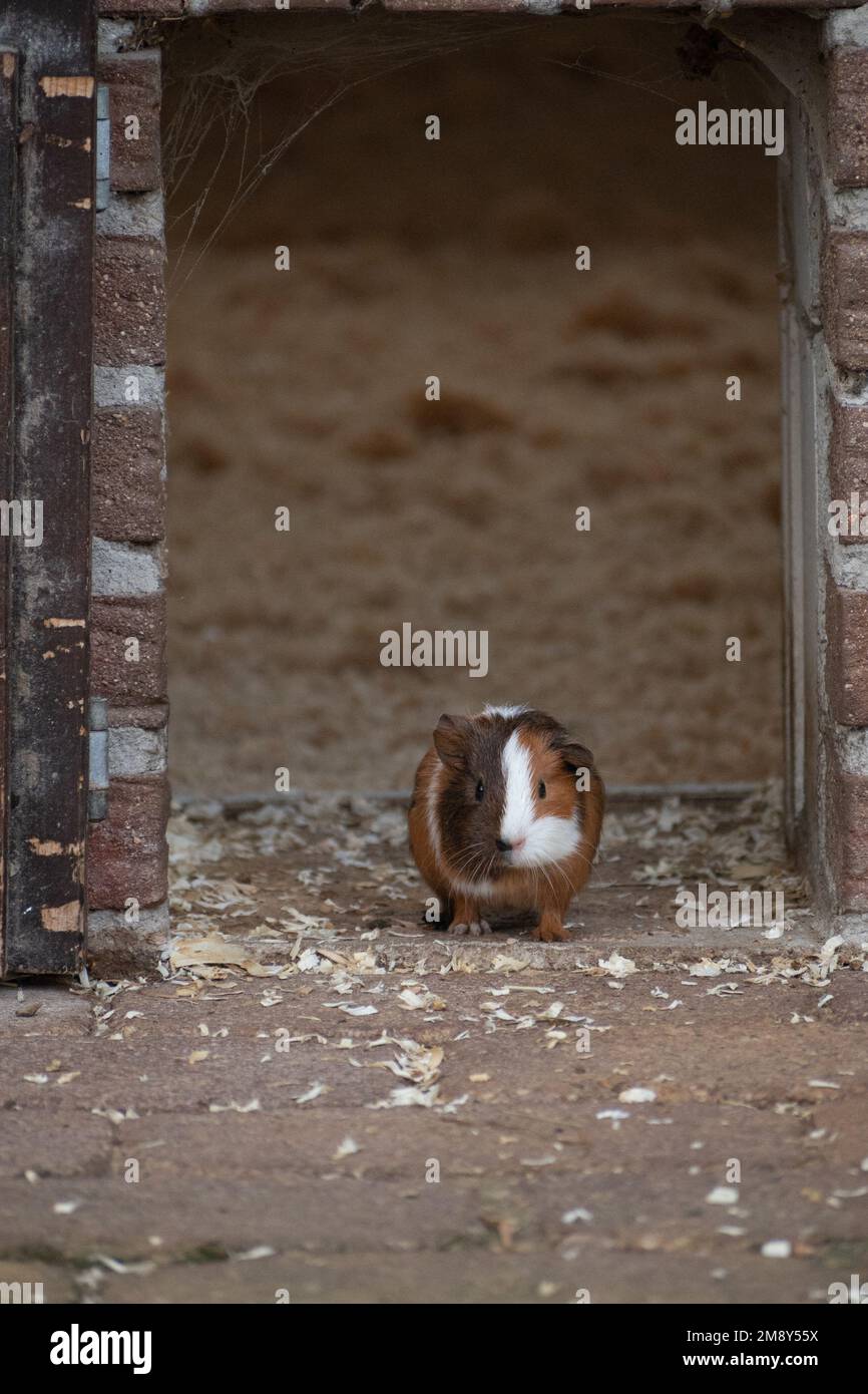 Wild guinea pig hi-res stock photography and images - Alamy