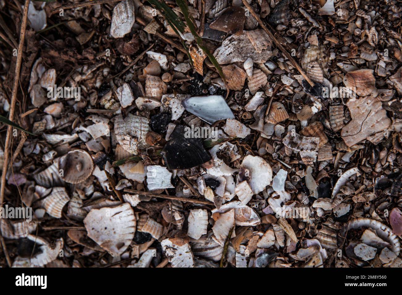 A top view of a collection of rocks and sea shells found on the ground ...