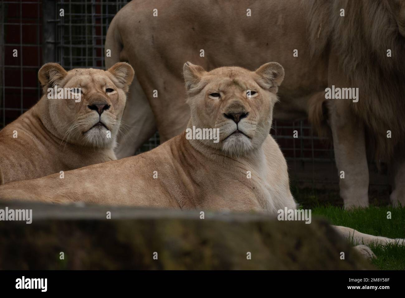 A scenic view of two lions sitting next to each other on the grass ...