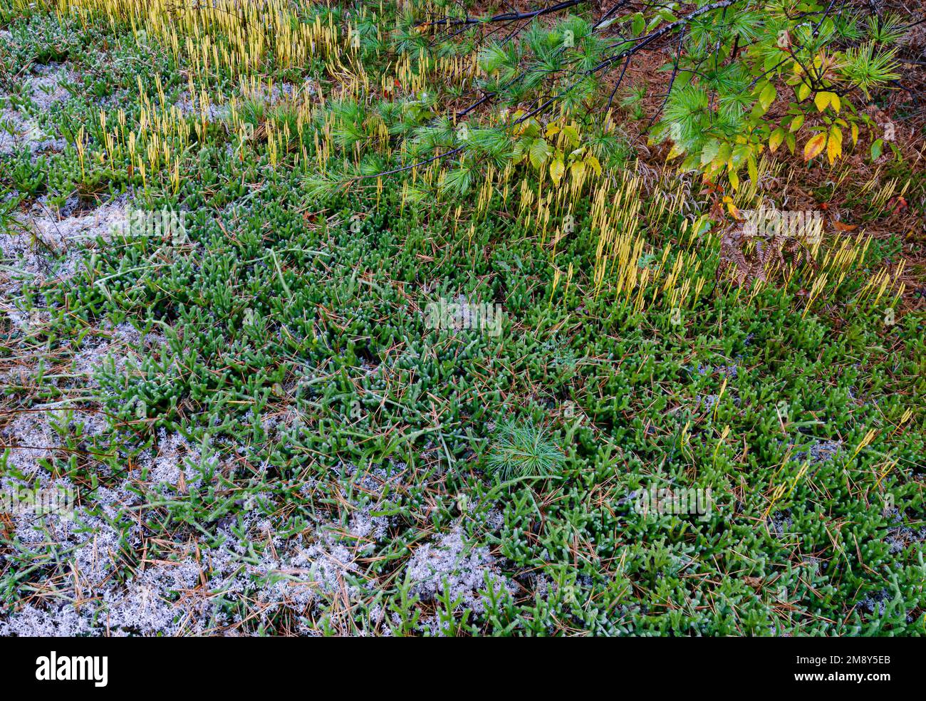 Moss and lichen grow under the edge of a pine tree, Hiawatha National ...