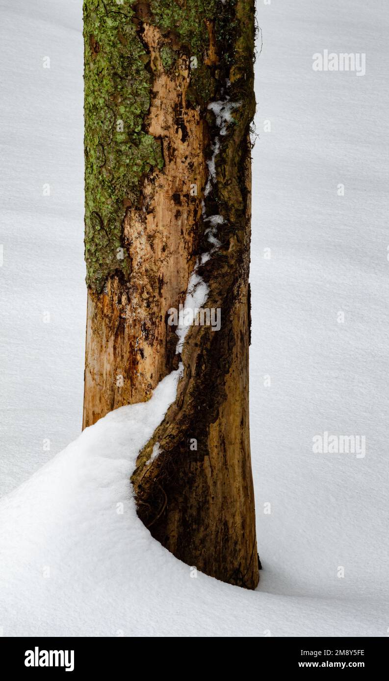 A dead tree trunk sheds bark and gathers lichens and snow in a forest ...