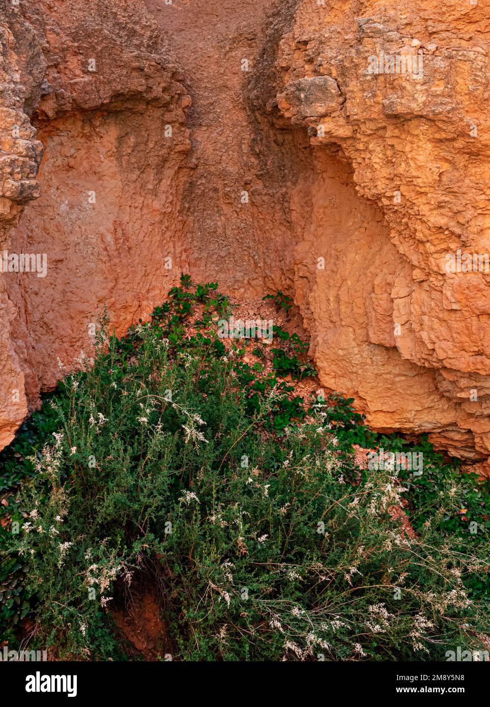Greasewood grows at the base of eroded sandstone, Bryce Canyon National ...