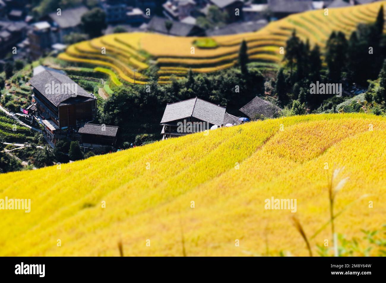 The highlands landscape in Asia with terraced mountains Stock Photo - Alamy