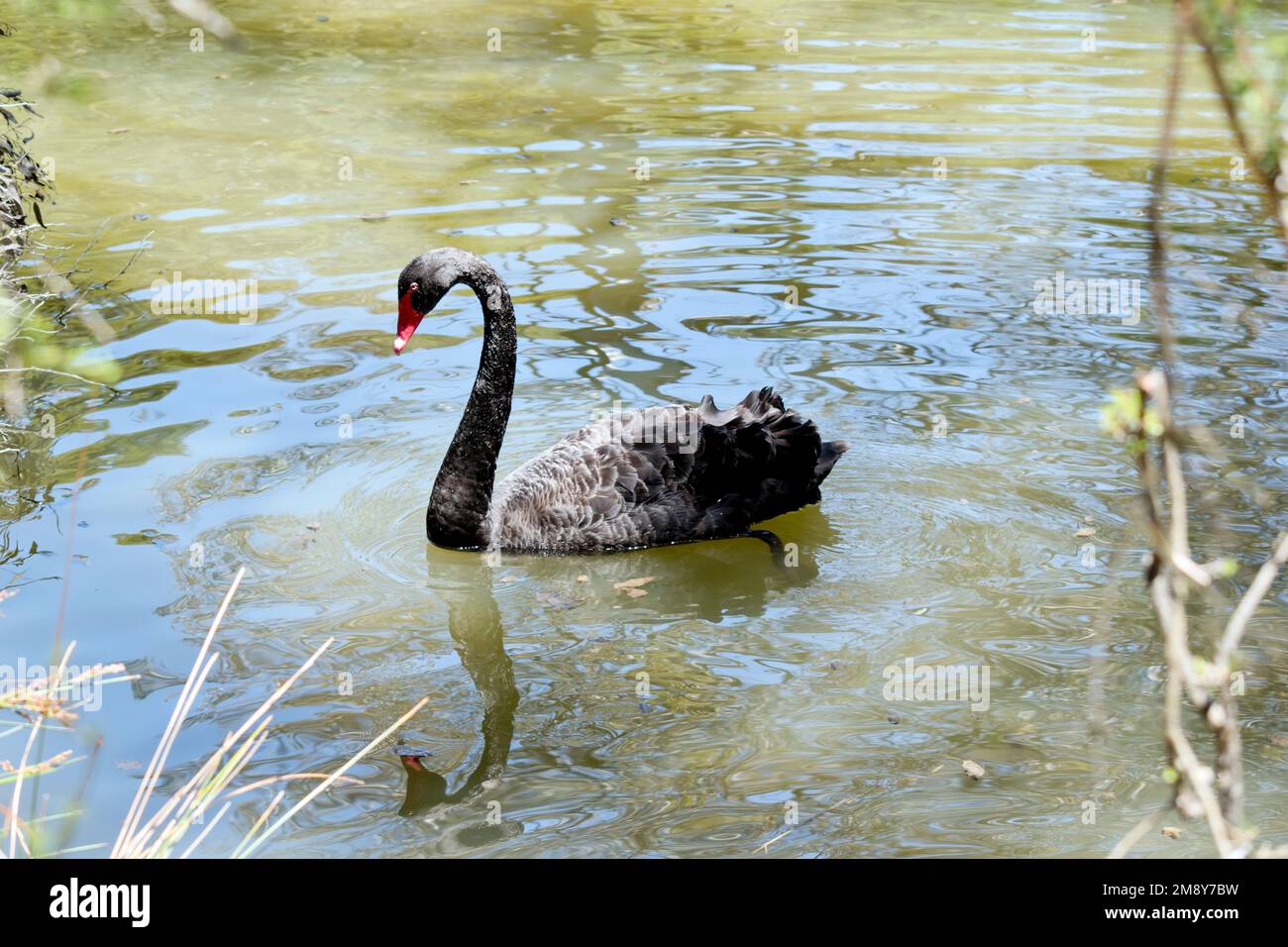 the black swan is an all black waterbird with a red beak and red eyes ...