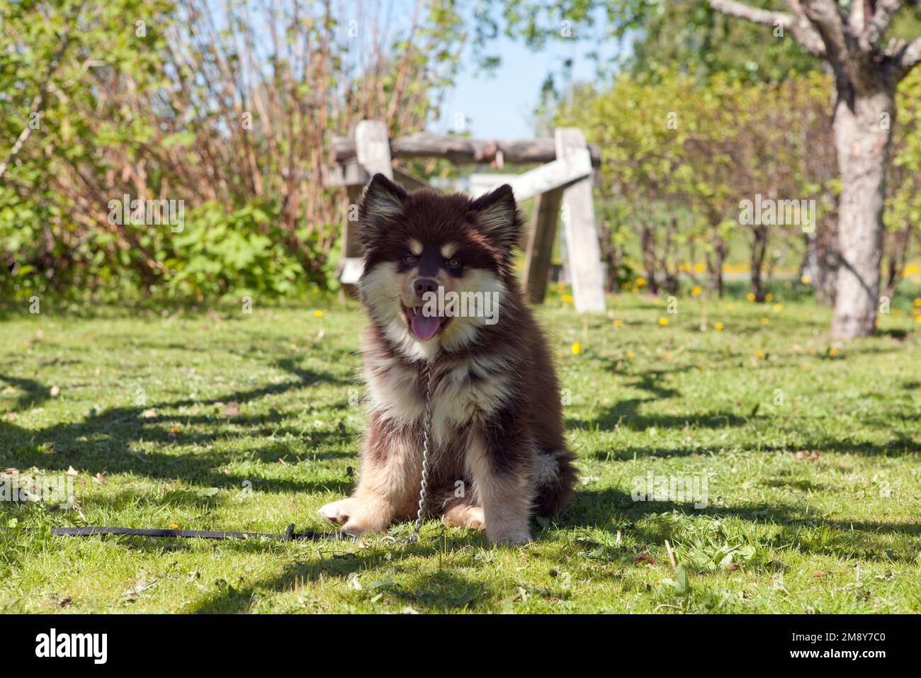 Puppy, The Finnish Lapphund, Finnish Lapponian Dog on a lawn, romping ...