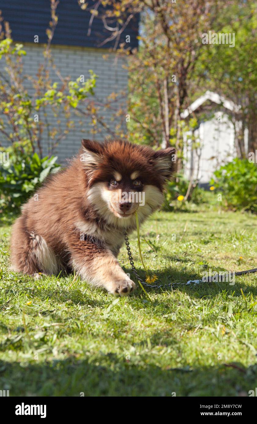 Puppy, The Finnish Lapphund, Finnish Lapponian Dog on a lawn, romping ...