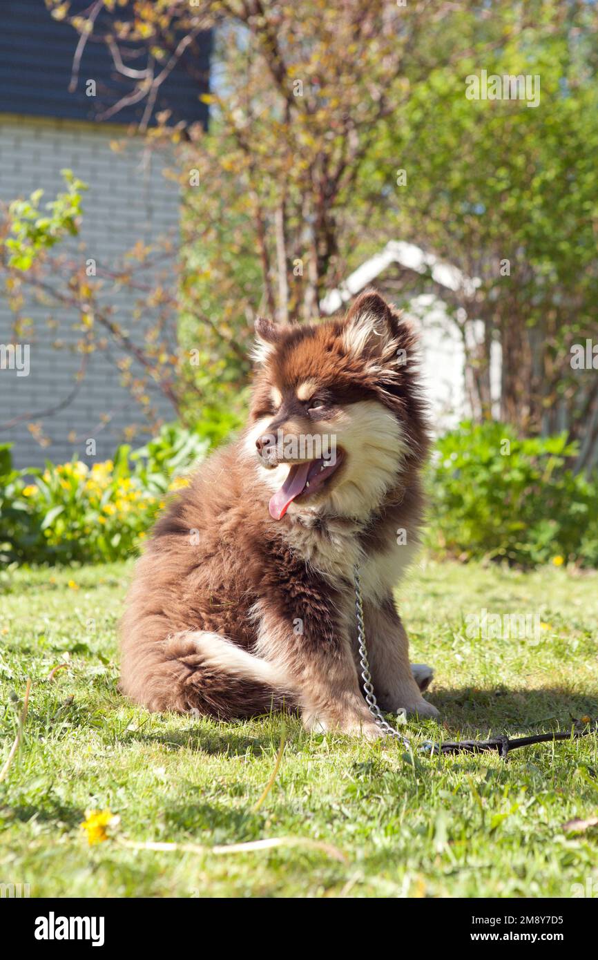 Puppy, The Finnish Lapphund, Finnish Lapponian Dog on a lawn, romping ...