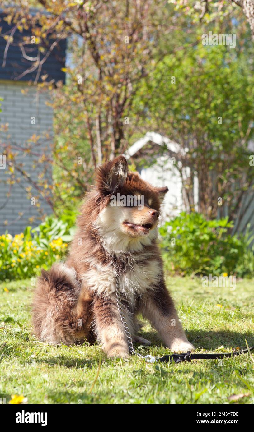 Puppy, The Finnish Lapphund, Finnish Lapponian Dog on a lawn, romping ...