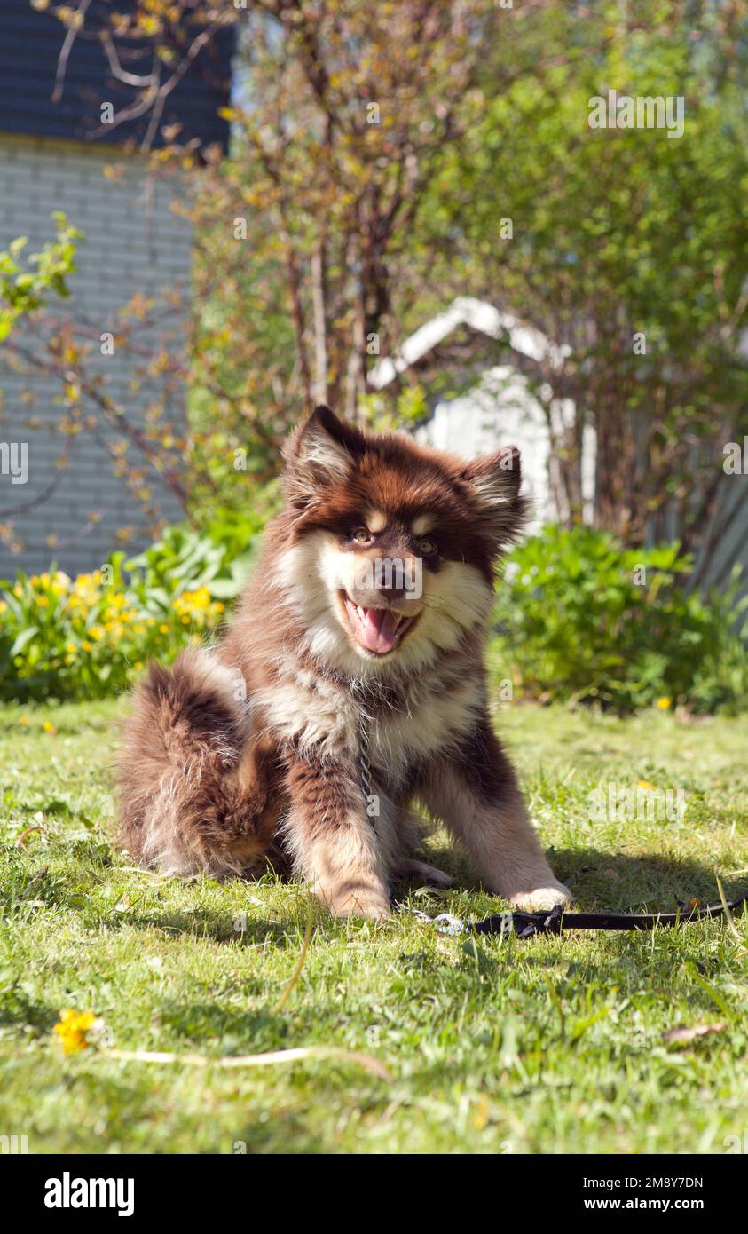 Puppy, The Finnish Lapphund, Finnish Lapponian Dog on a lawn, romping ...