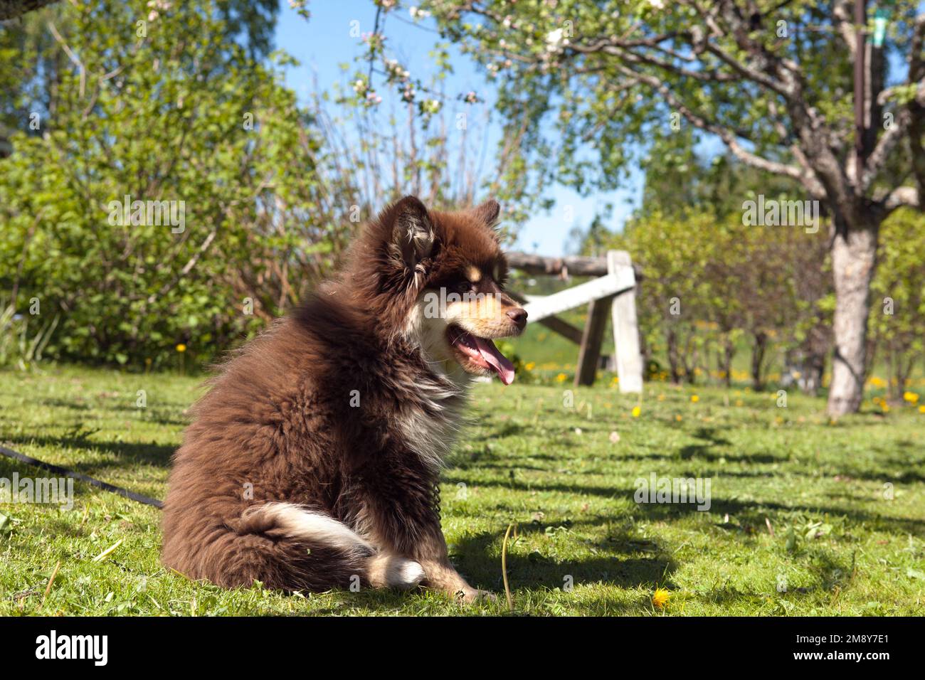 Puppy, The Finnish Lapphund, Finnish Lapponian Dog on a lawn, romping ...
