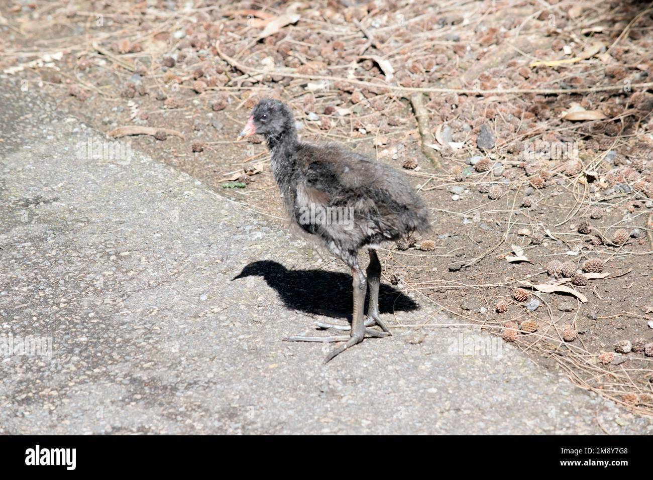 the dusky moorhen chick is all grey with the beak is orange and yellow ...