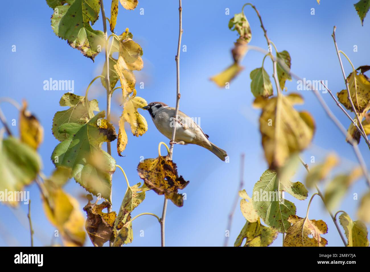 A low angle shot of a sparrow perched on a branch of a tree with yellow ...