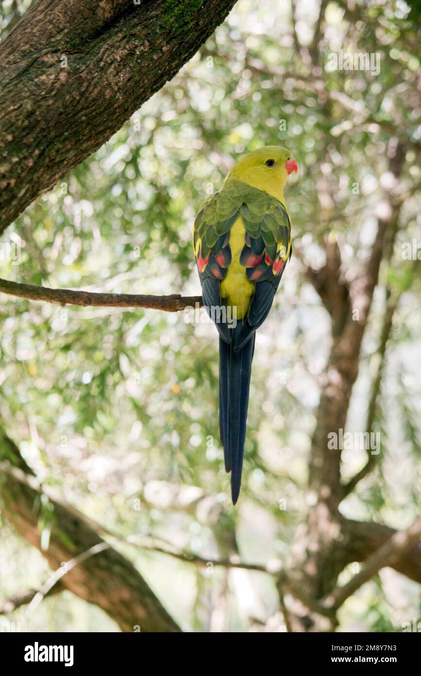 the female regent parrot is light green with an orange beak and dark ...