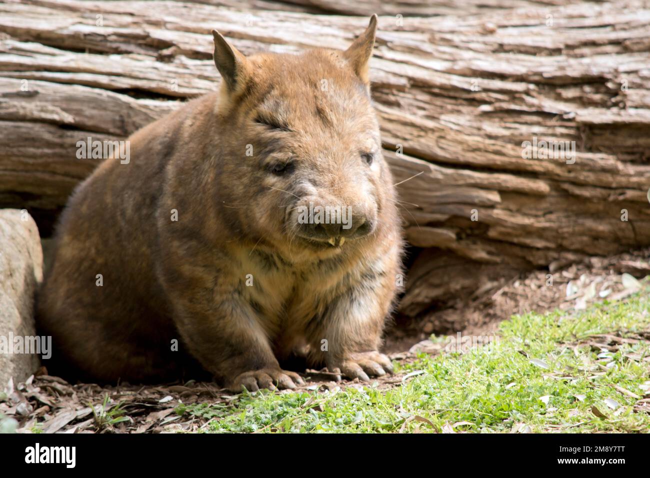 Wombats are marsupials with brown, tan or grey fur and from their ...