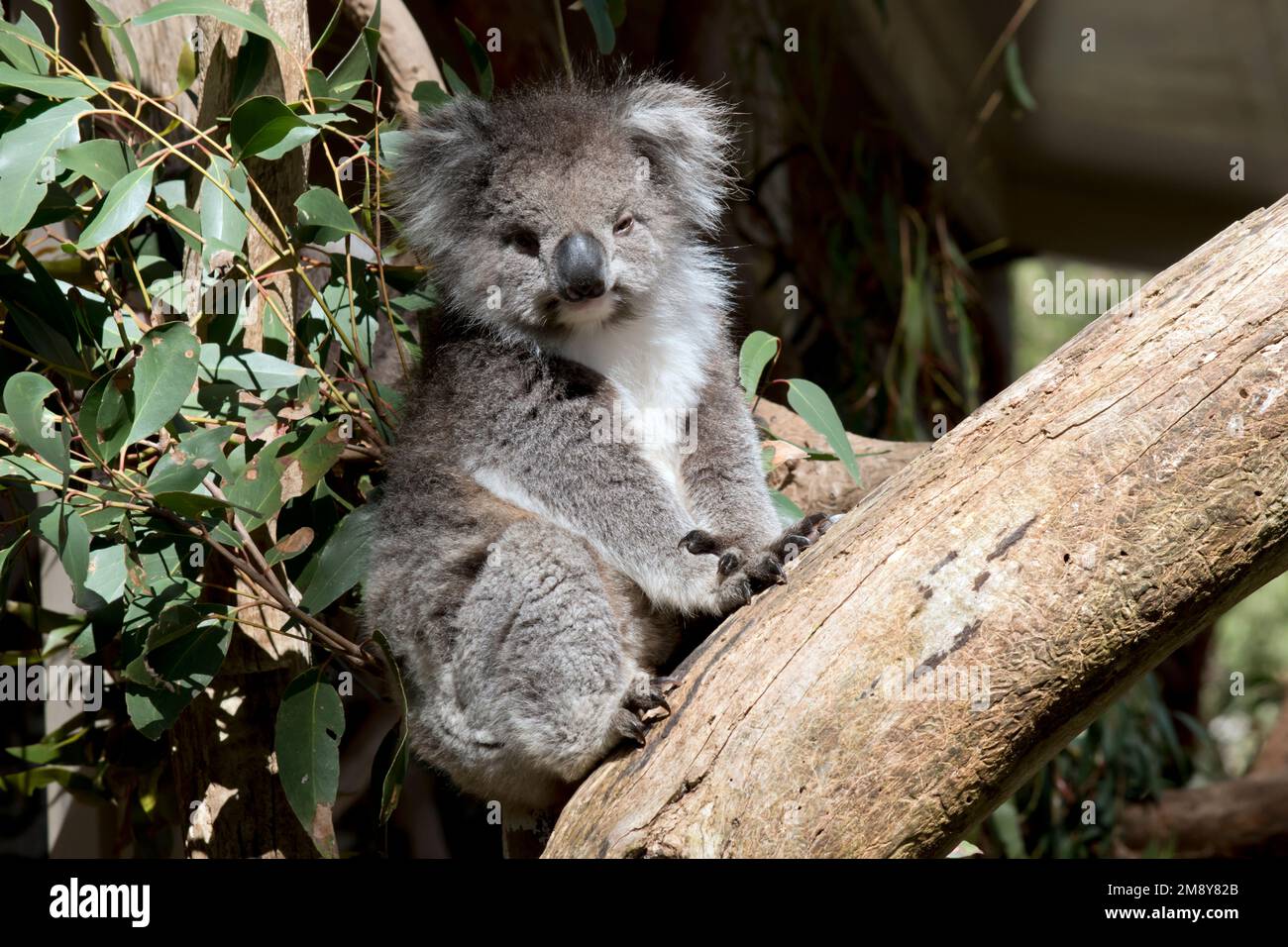 the koala are usually grey-brown in colour with white fur on the chest ...