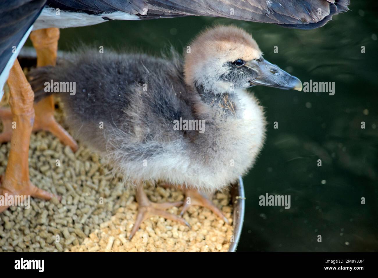 Magpie chick hi-res stock photography and images - Alamy
