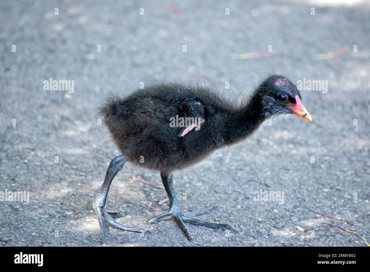 the dusky moorhen chick is all grey with the beak is orange and yellow ...