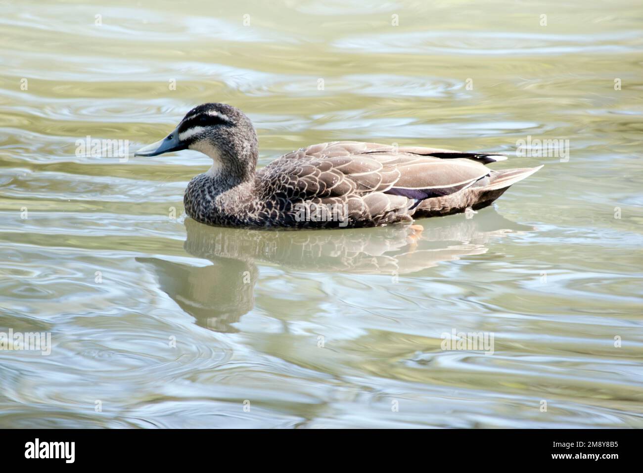 the Pacific black duck has a dark body and a paler head with a dark ...