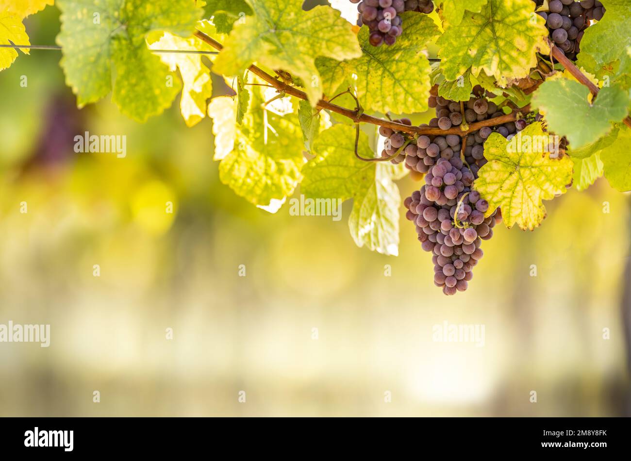 Purple bunches of grapes of the Red Traminer variety in a vineyard ...
