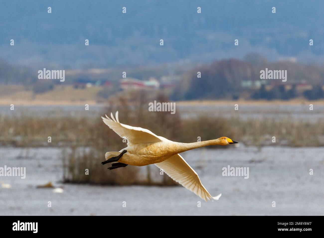 Awesome swans hi-res stock photography and images - Alamy