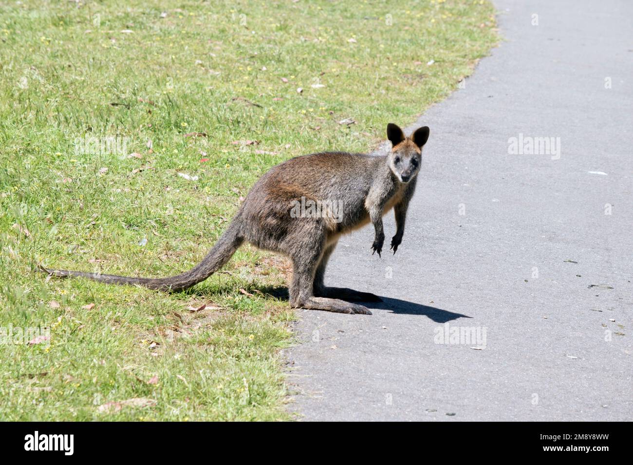 the swamp wallaby is a medium size wallaby with a grey and tan body a ...