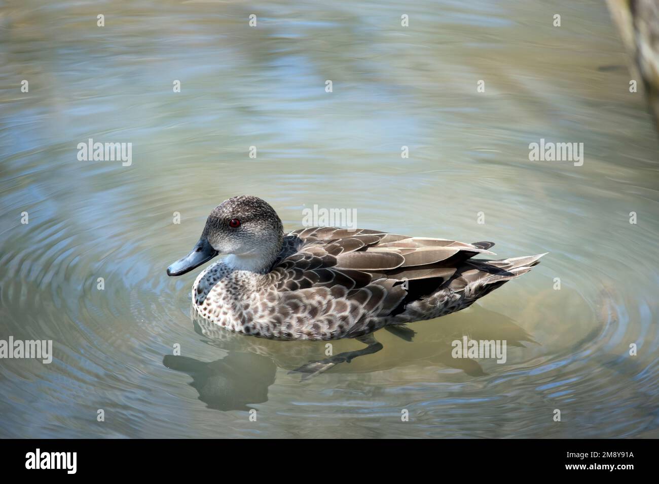 Teal duck with brown feathers hi-res stock photography and images - Alamy