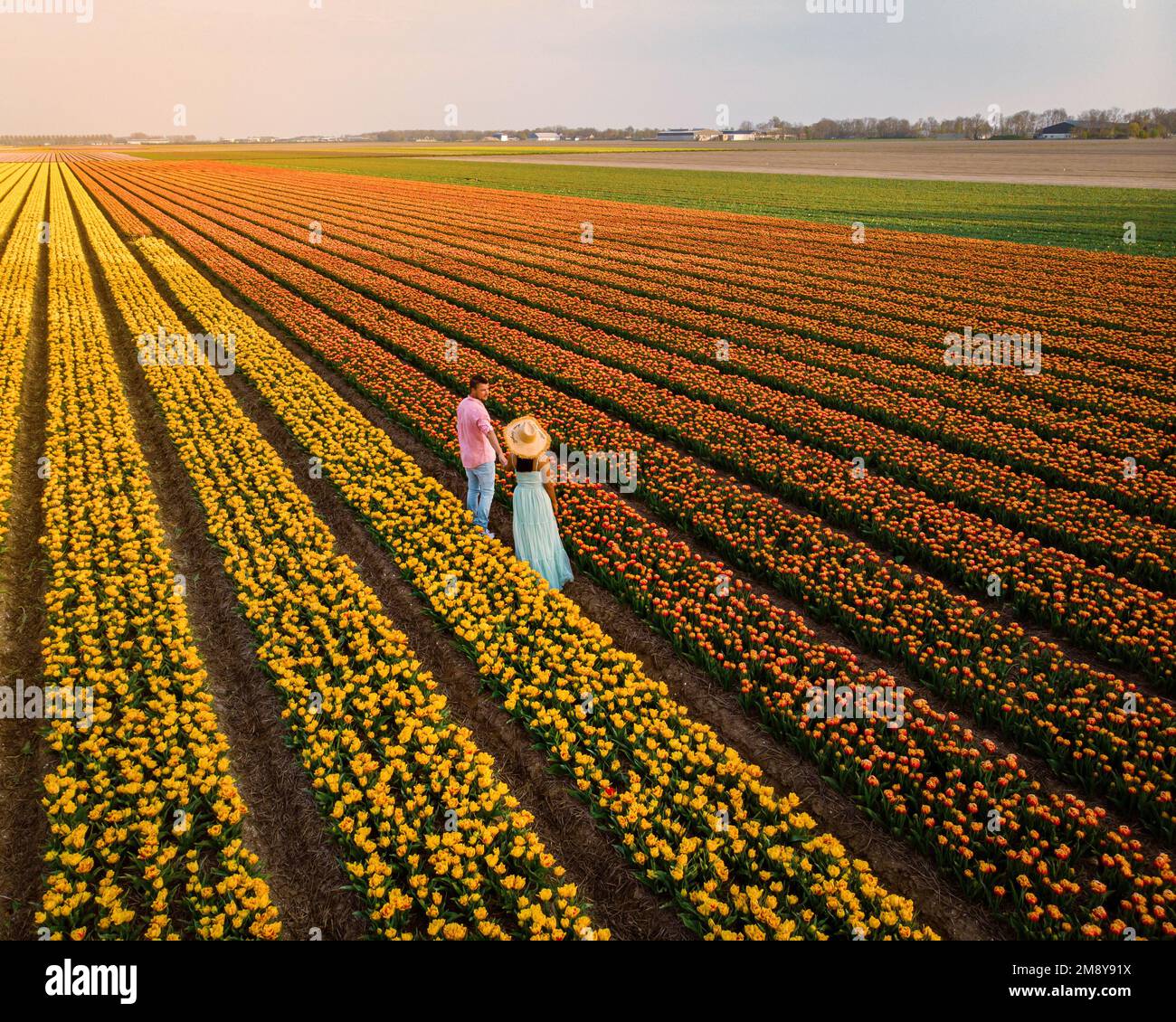 Drone aerial view from above couple of men and woman in a tulip field ...