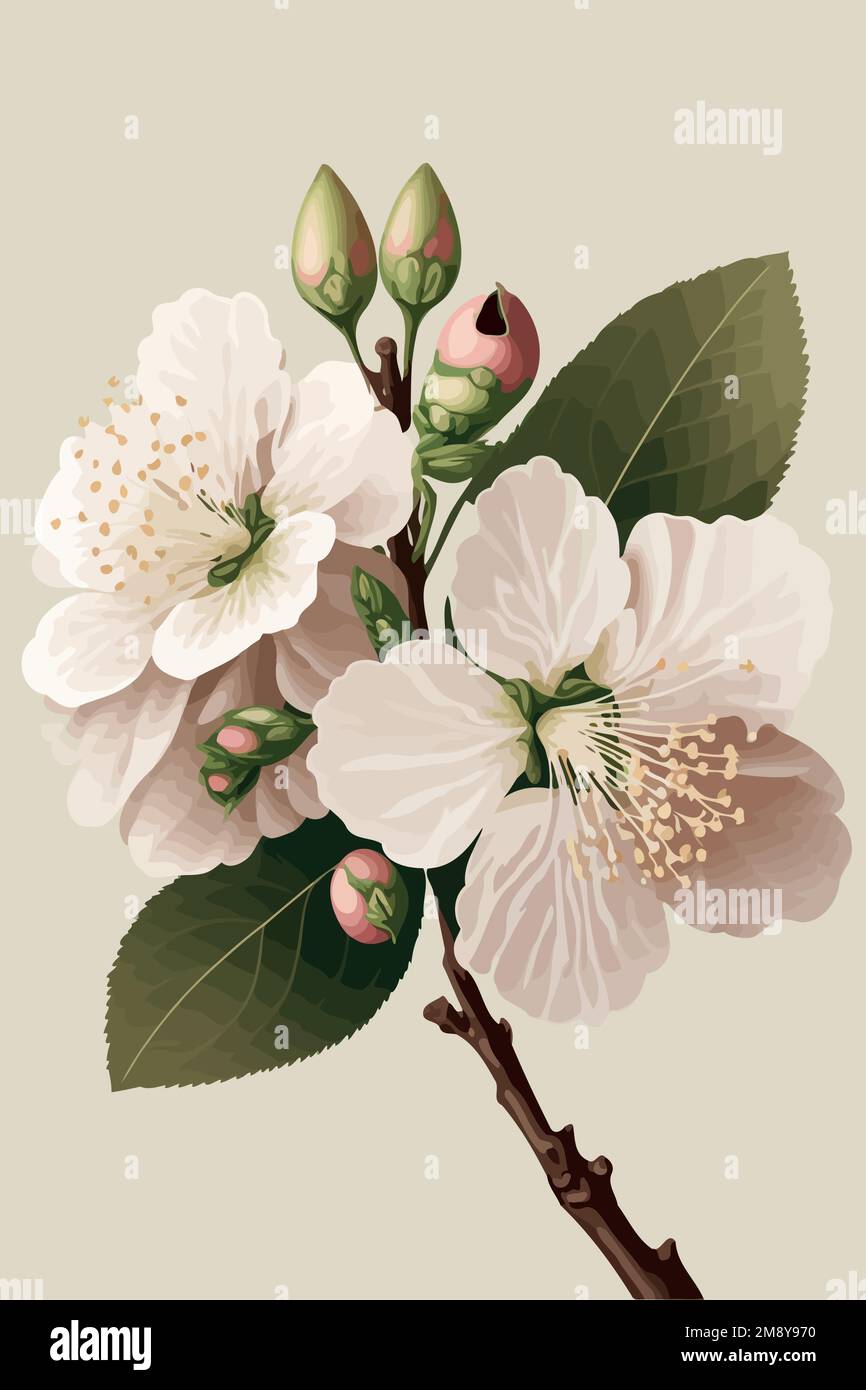 Flowering cherry angiosperm tree in spring closeup with khaki color ...