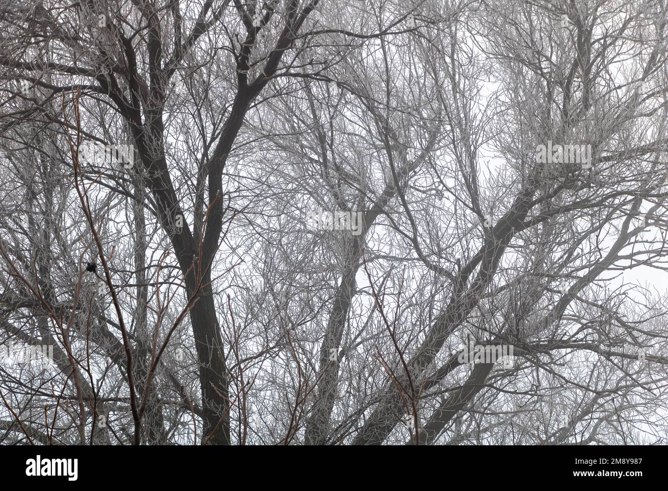 An Elm Tree in Winter: A Study in Frost and Ice textured Stock Photo ...