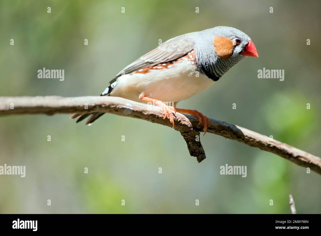 Zebra finches hi-res stock photography and images - Alamy