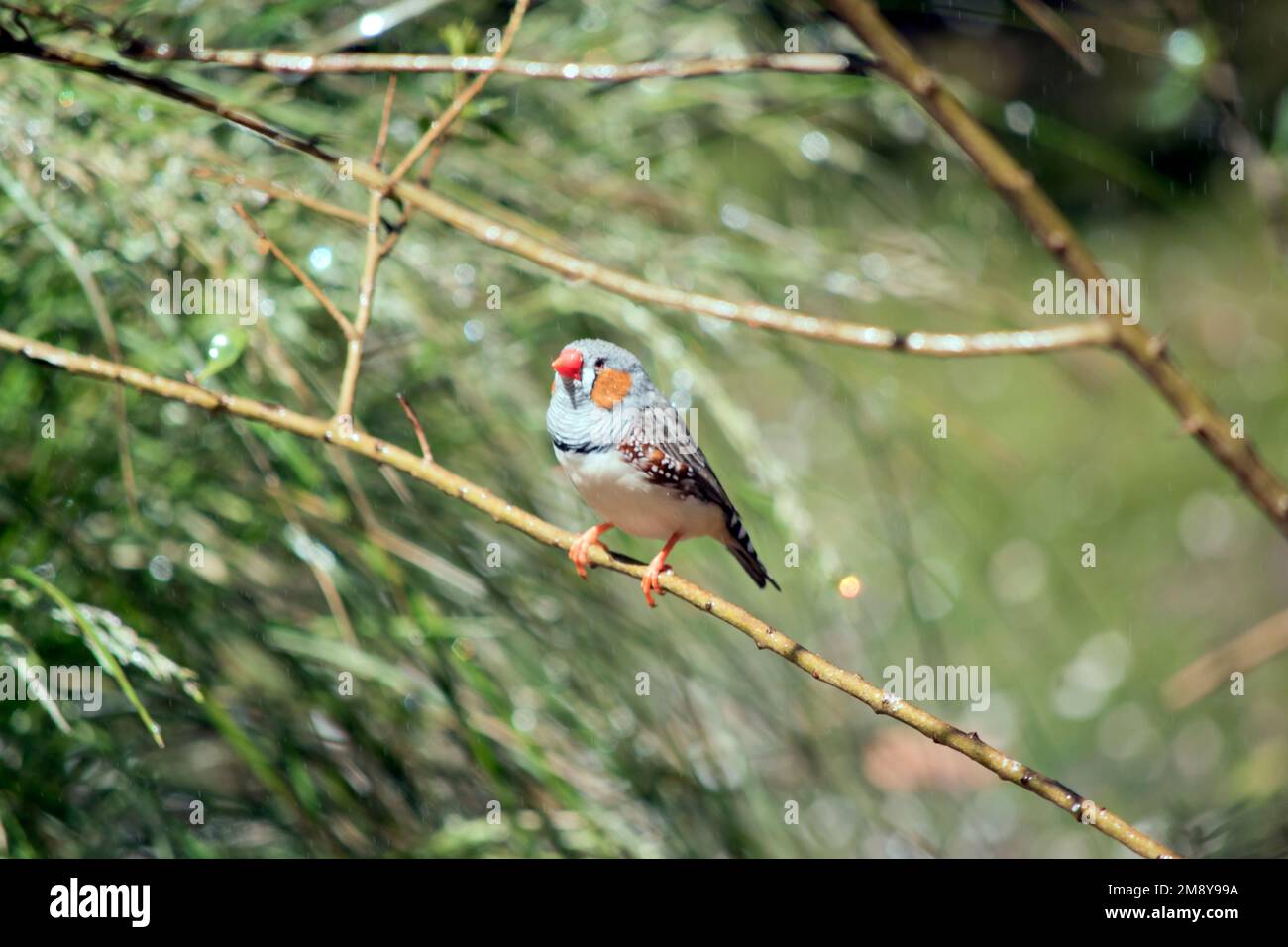Zebra Finches are mainly grey, with characteristic black 'tear drop ...
