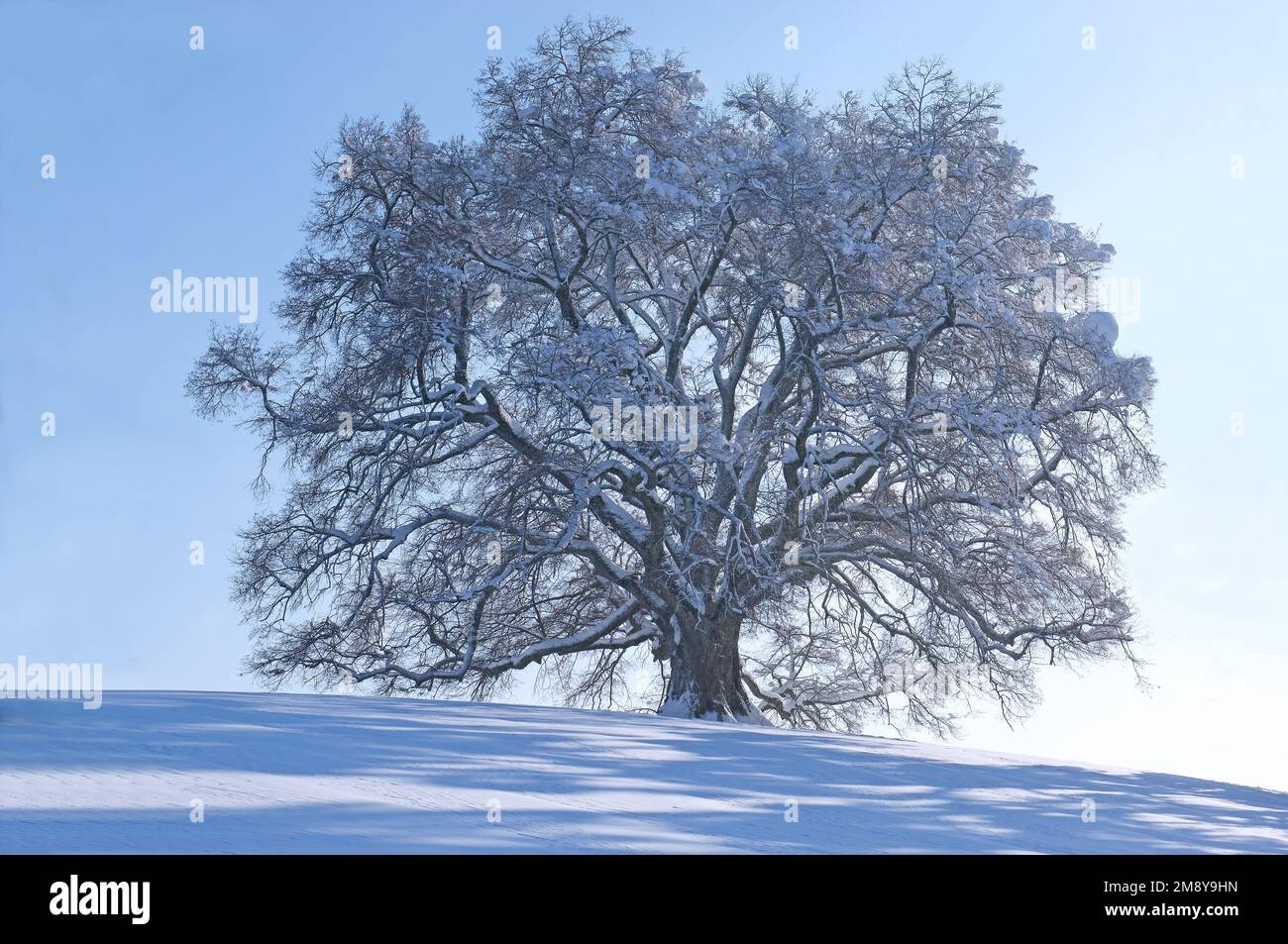 Peace lime tree hi-res stock photography and images - Alamy