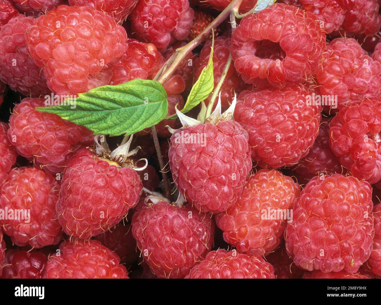 Raspberries and one green Raspberry leaf Stock Photo - Alamy
