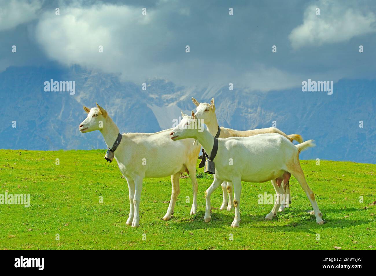 Three Saanen goats on alpine meadow before a thunderstorm. Alps, Alpe ...
