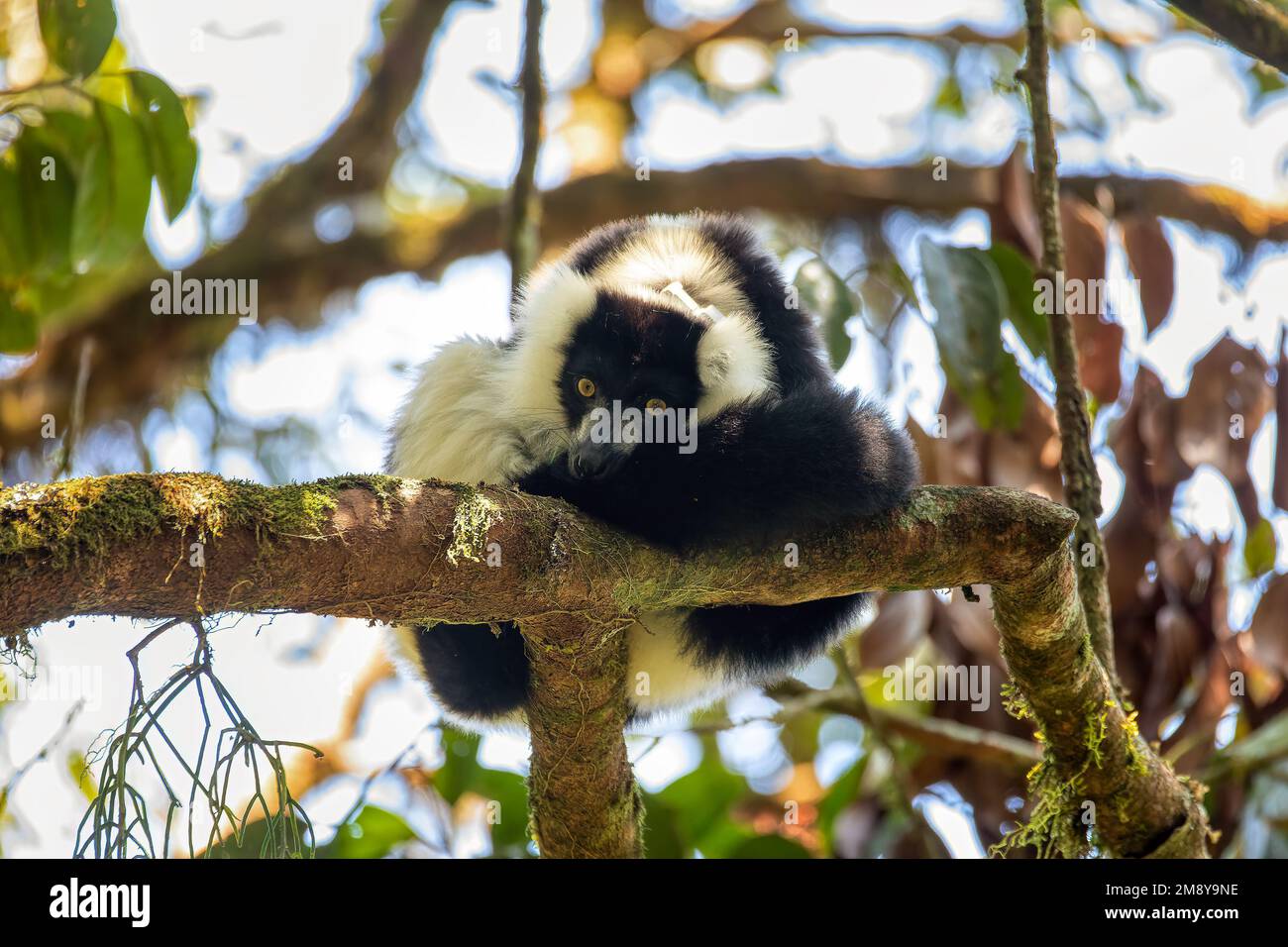 Endemic Black-and-white ruffed lemur (Varecia variegata subcincta ...