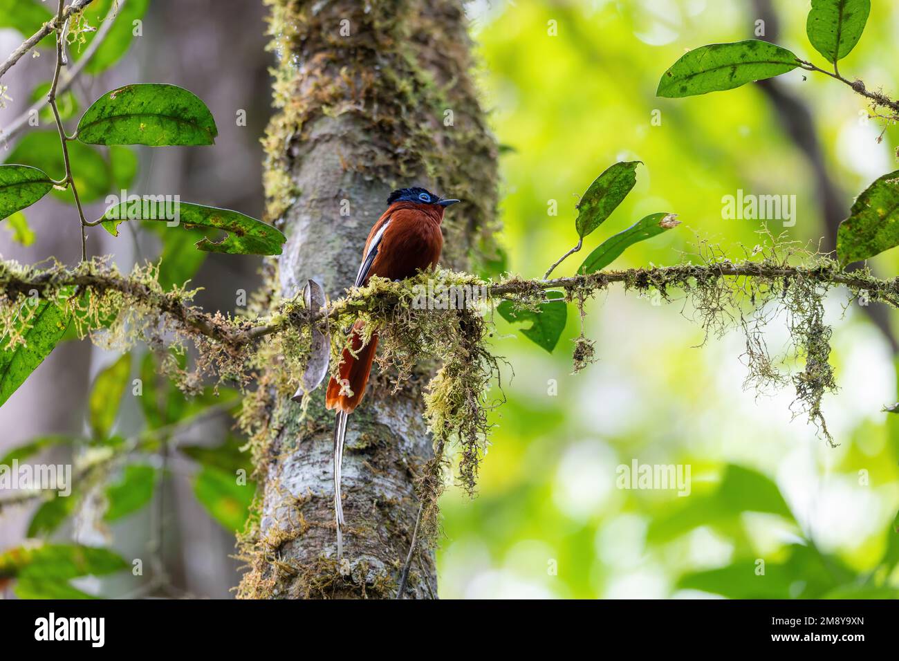 Beautiful bird Malagasy paradise flycatcher (Terpsiphone mutata), Male ...