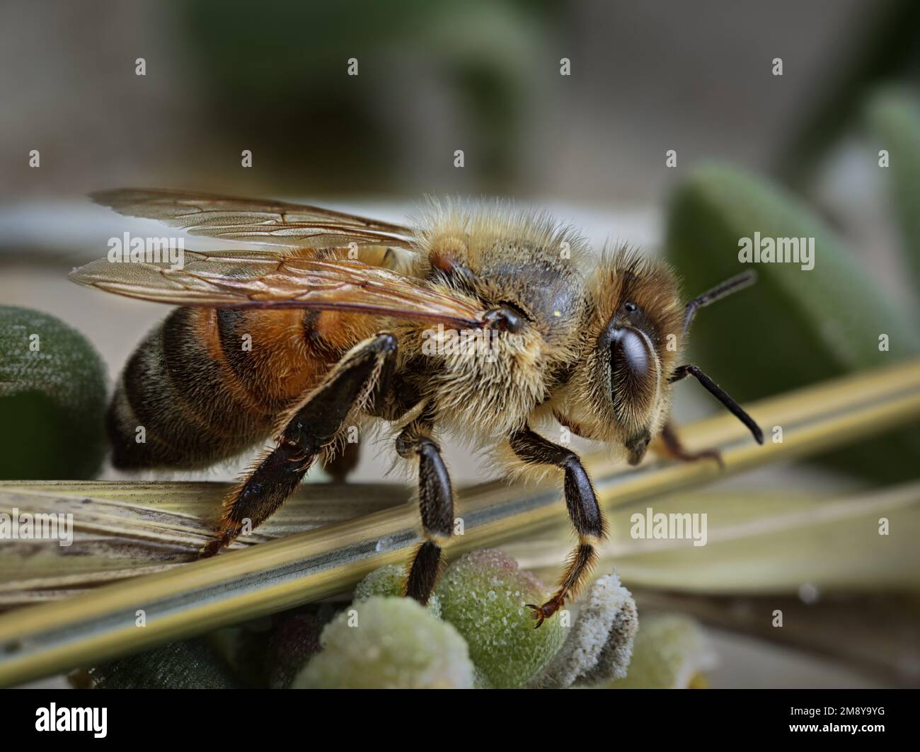 Macro photo of a honey bee Stock Photo - Alamy