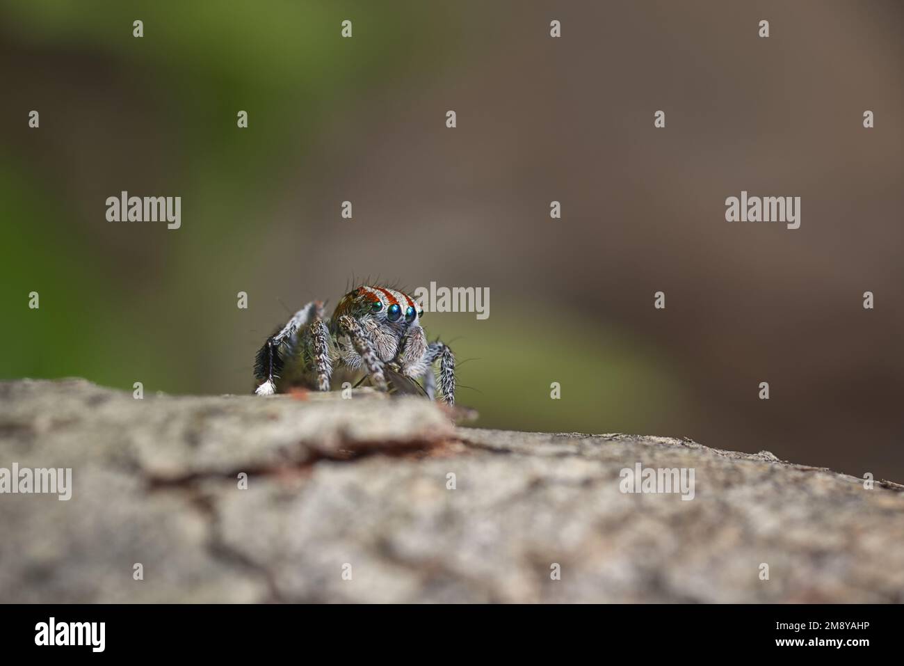 Male peacock spider display hi-res stock photography and images - Alamy