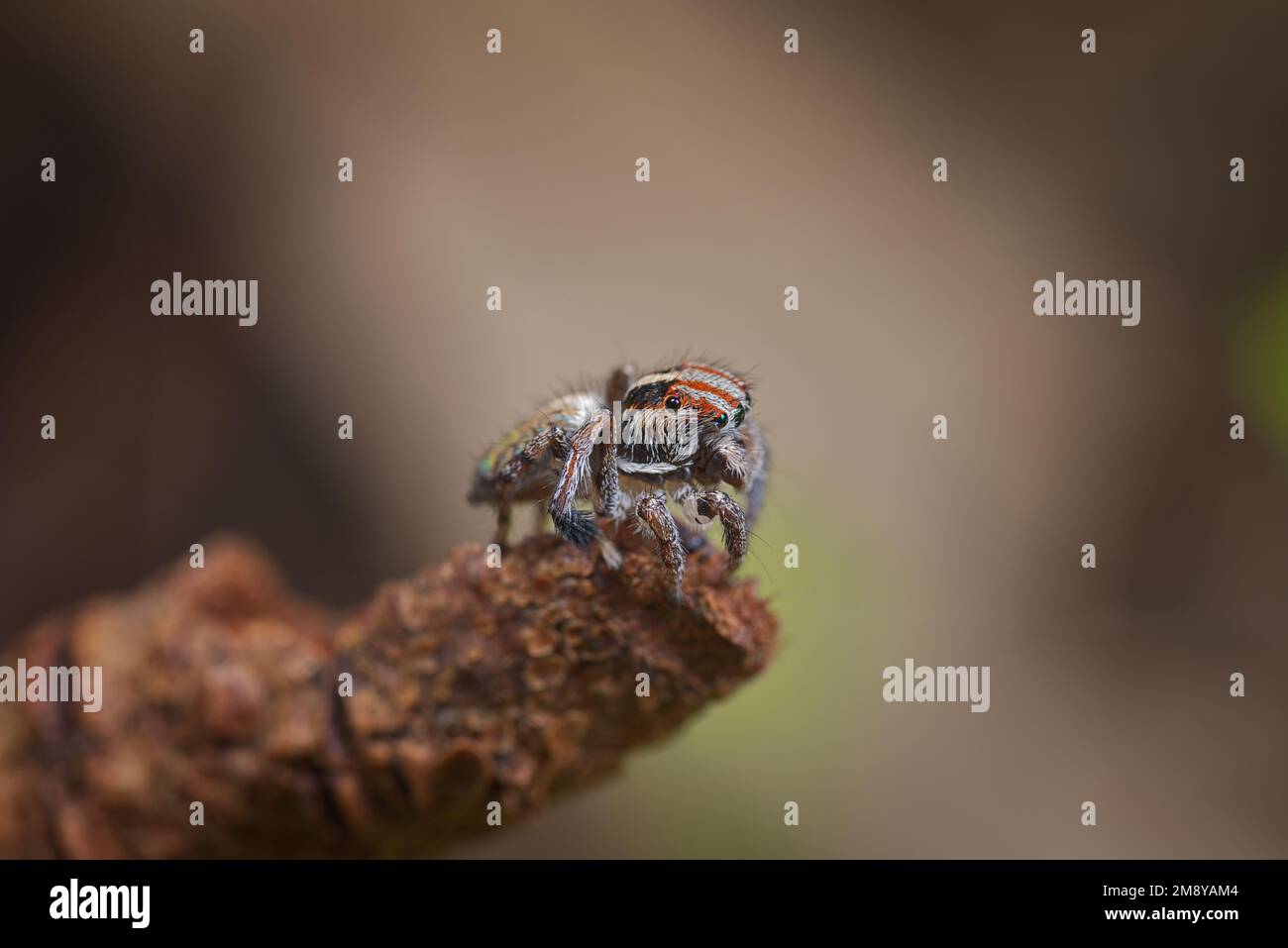 Maratus linnaei hi-res stock photography and images - Alamy