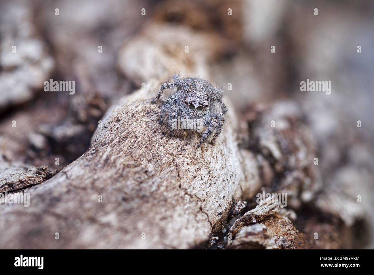 Female peacock spider australia hi-res stock photography and images - Alamy