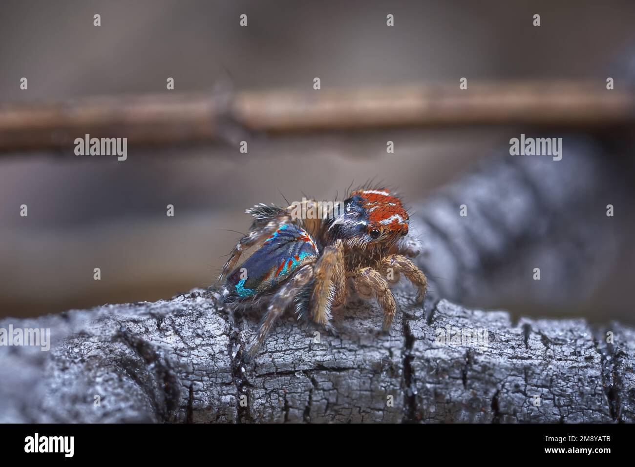 Male Peacock spider (Maratus linnaei Stock Photo - Alamy