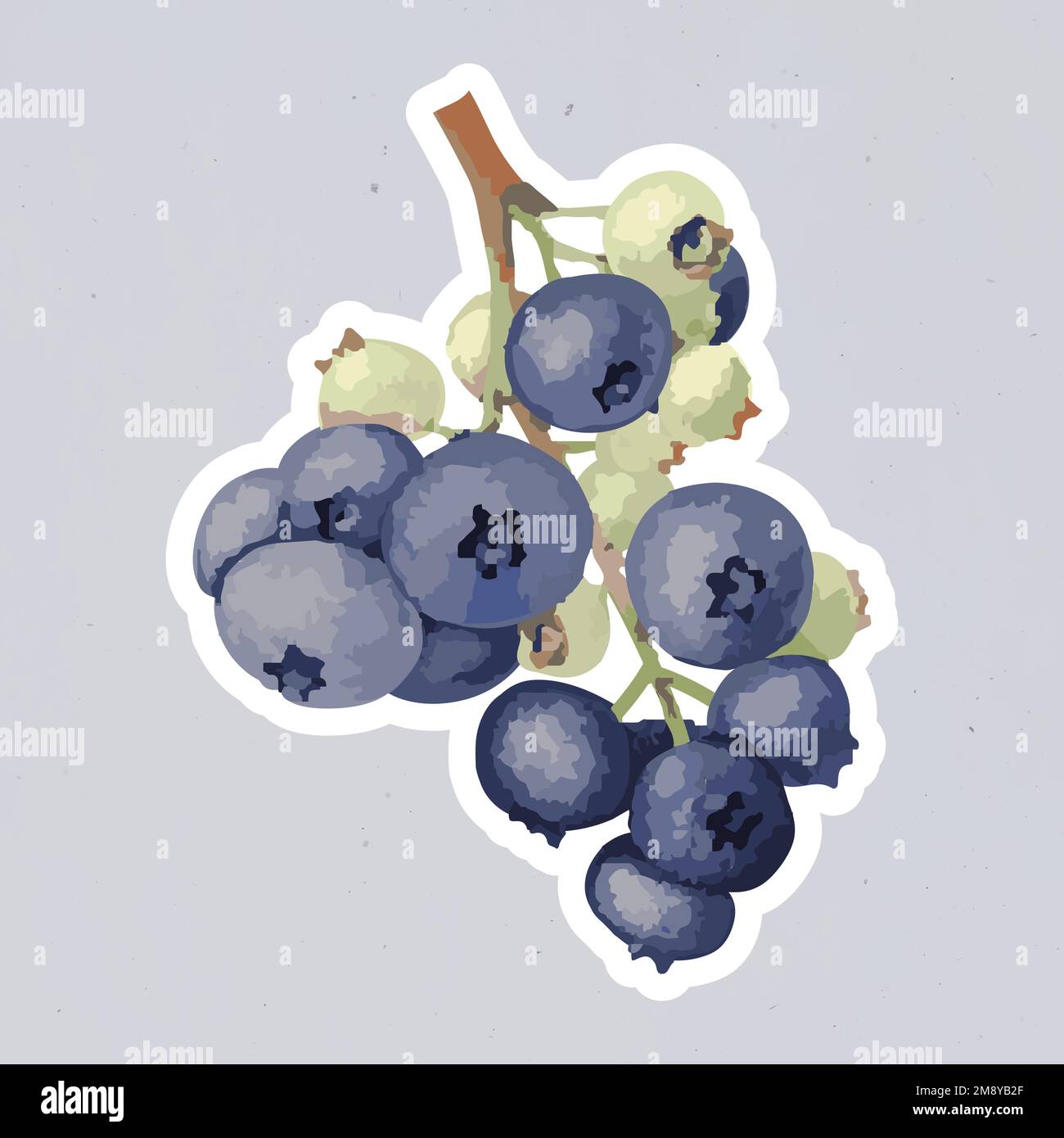 Vectorized blueberries sticker overlay with white border design ...
